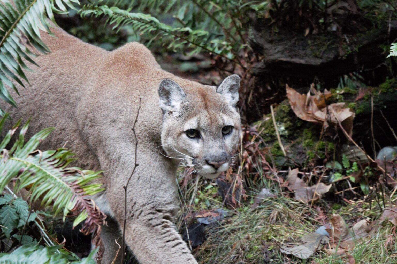 A new paper led by CSP staff quantifies the habitat and prey selection ...